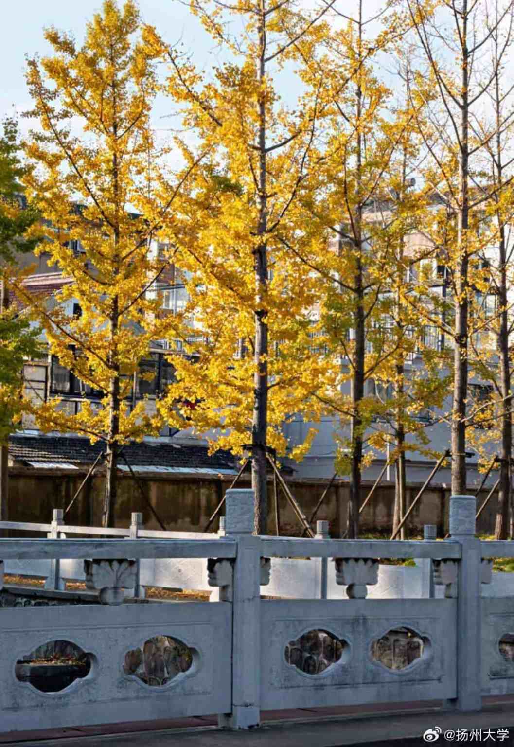 Yangzhou University: Admission, Ranking and Campus Life – Apply For China